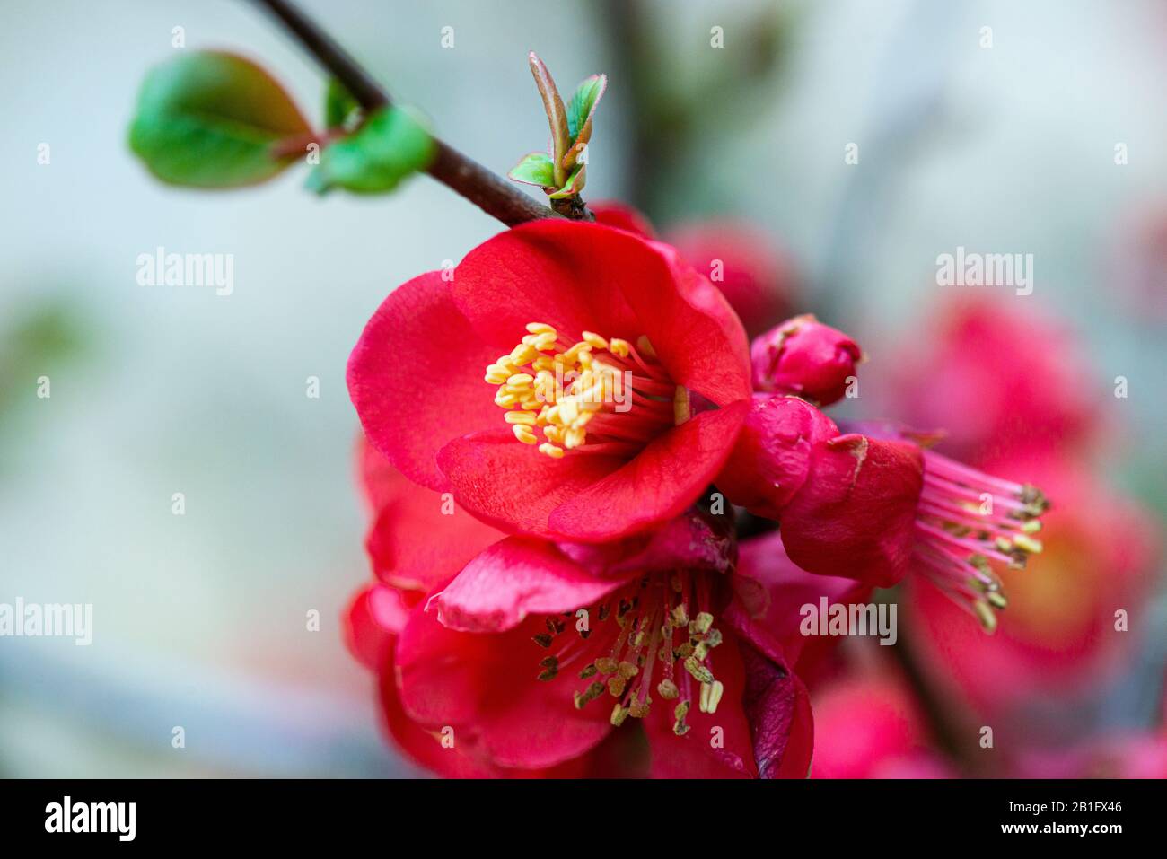 The red flowers of a flowering quince (Chaenomeles speciosa Stock Photo ...