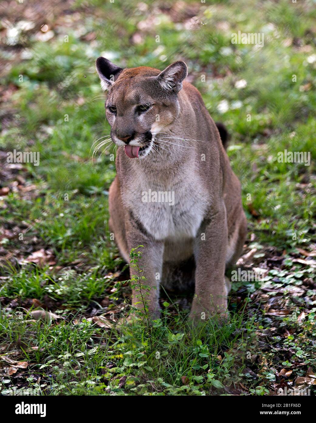 Panther animal close-up profile view with foliage background in its ...