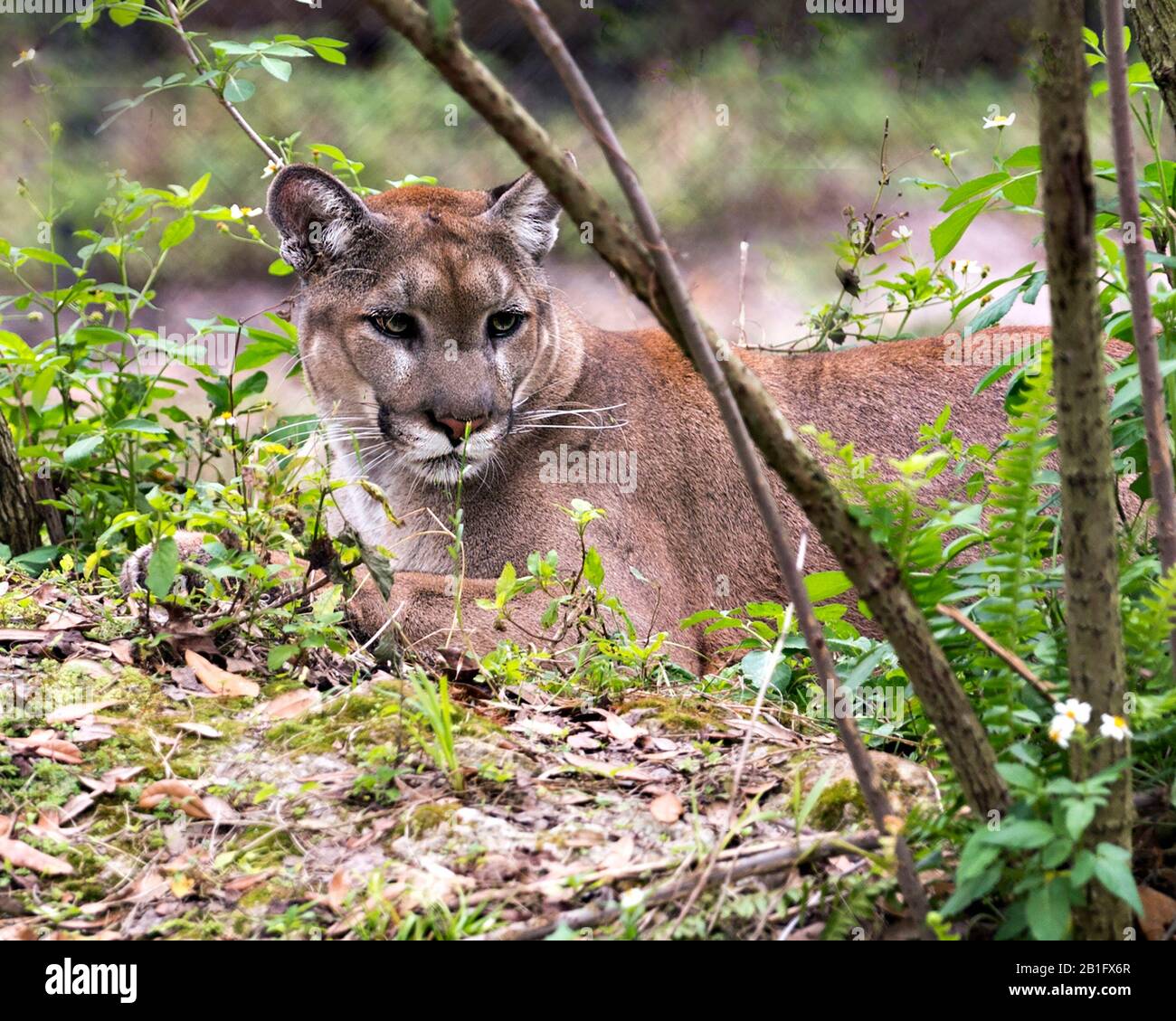 Panther animal close-up profile view with foliage background in its ...