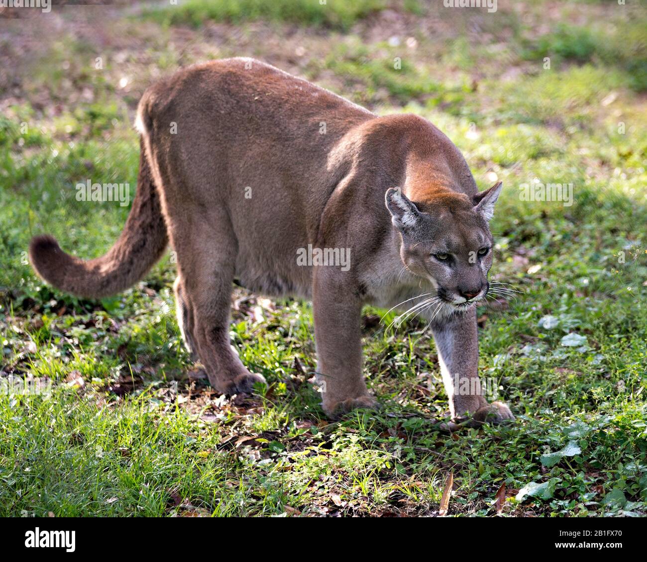Animal High Resolution Stock Photography and Images - Alamy
