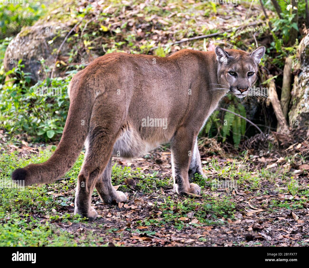 Panther animal close-up profile view with foliage background in its ...
