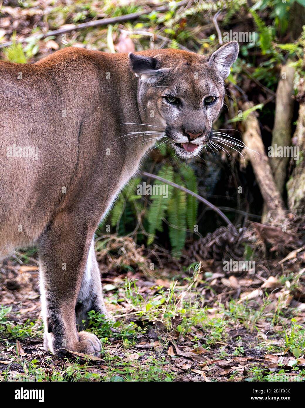 Panther animal close up profile view hi-res stock photography and ...