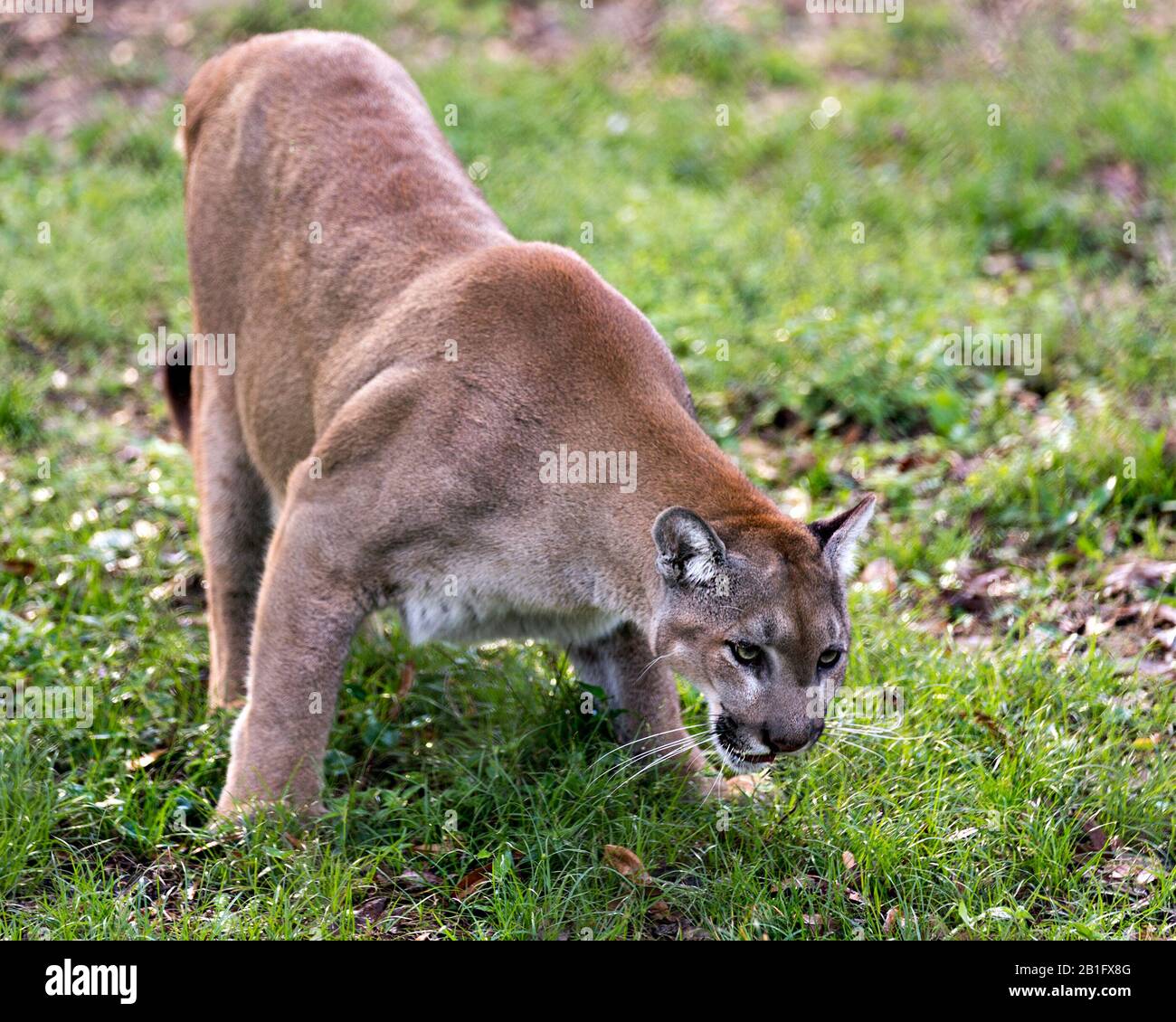 Panther animal close-up profile view with foliage background in its ...