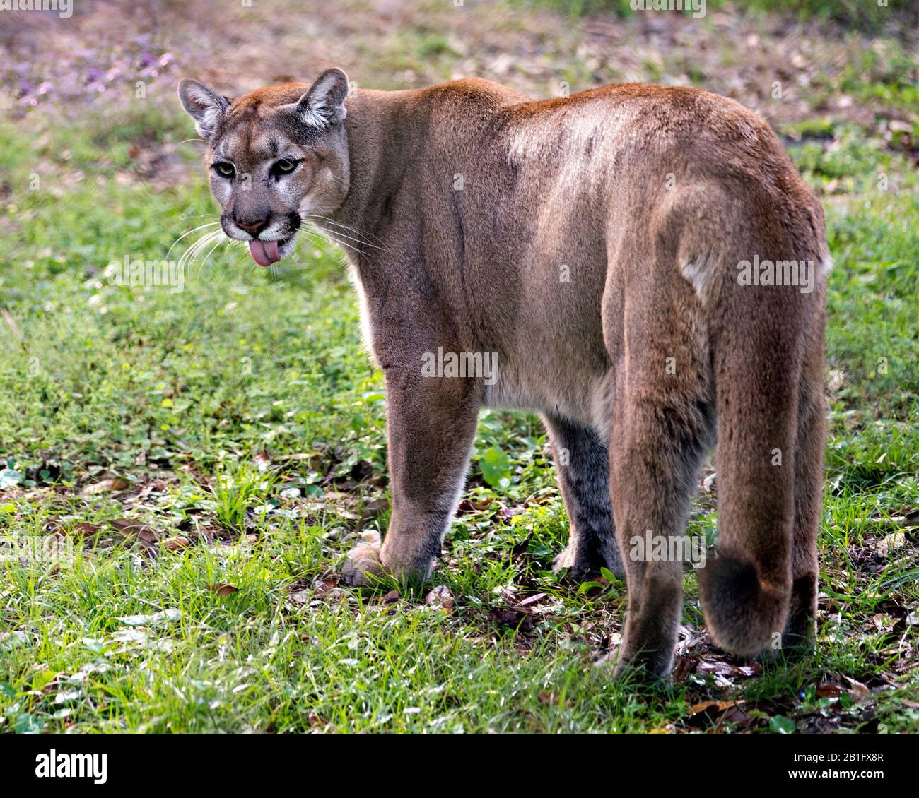 Panther animal close-up profile view with foliage background in its ...