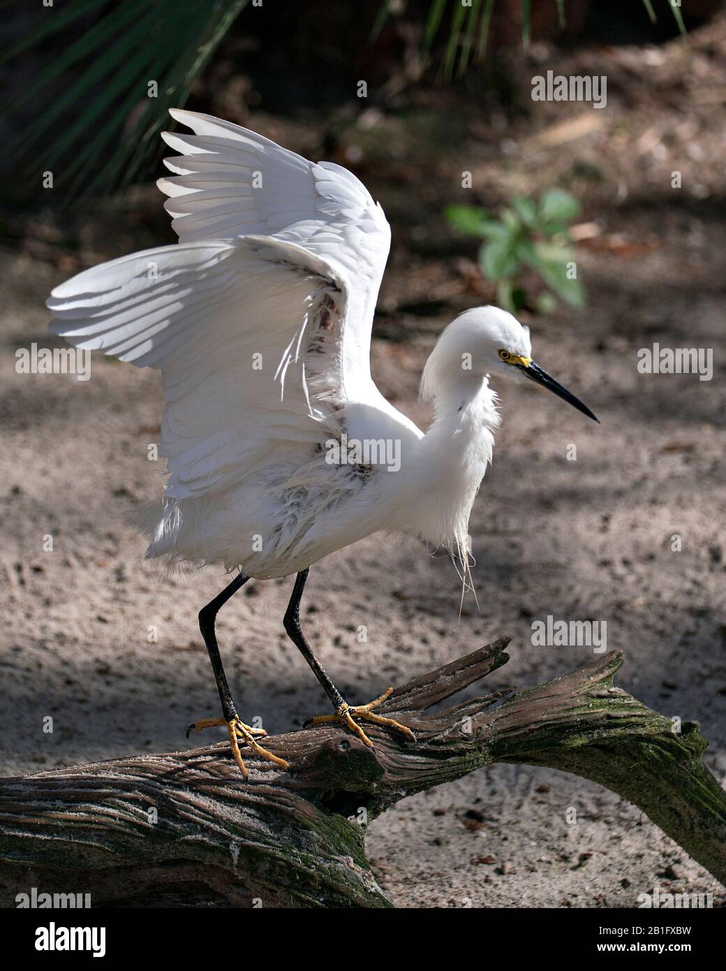 Snowy Egret bird close-up profile view with wet spread wings standing ...