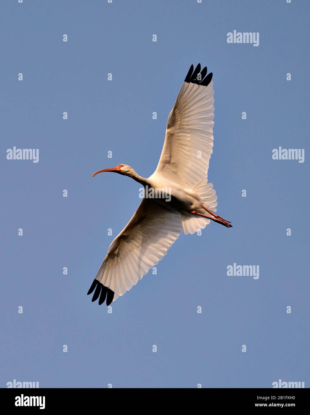 White Ibis bird close-up profile view flying with blue sky in its ...