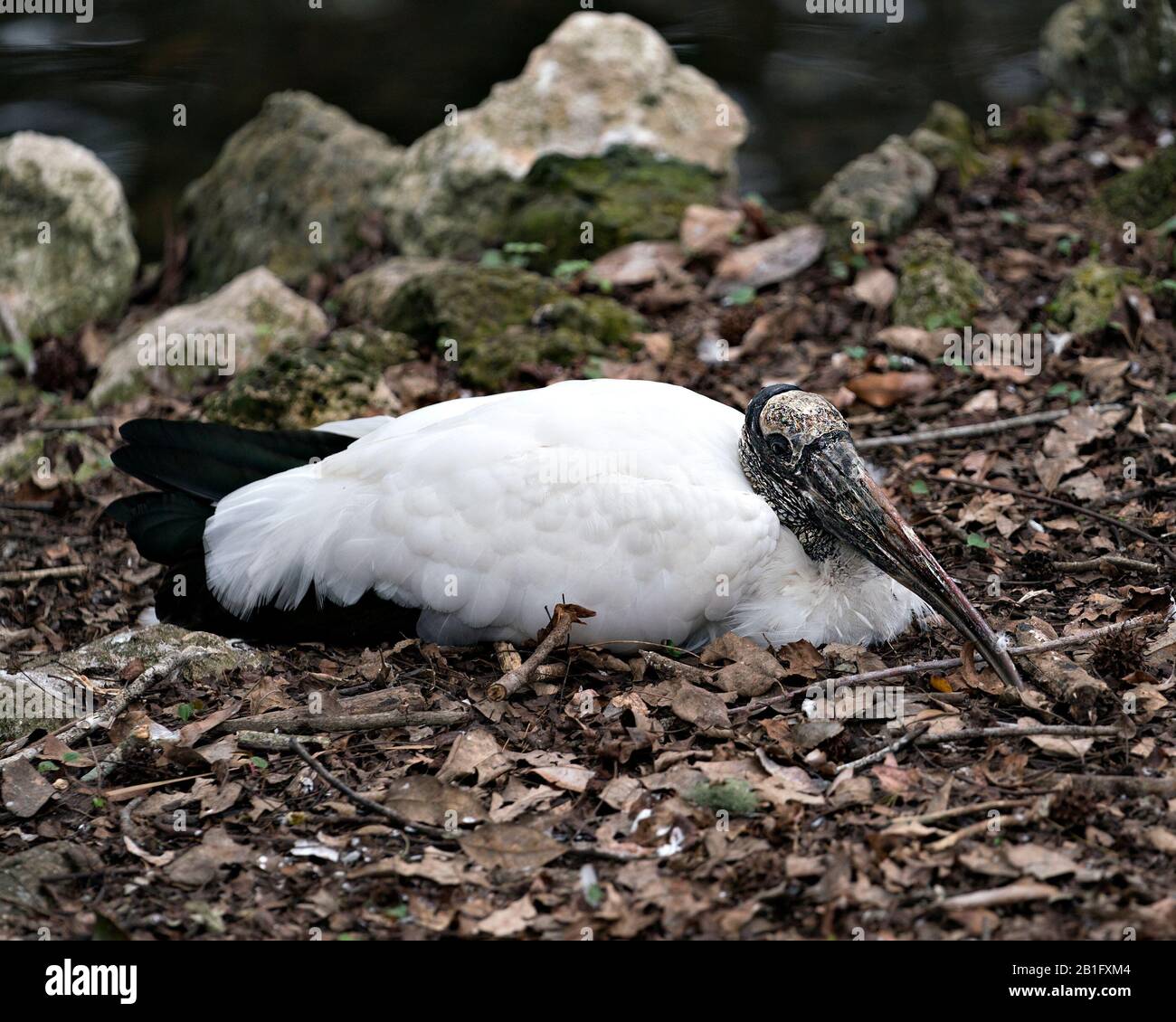 Wood stork bird close-up profile view resting on ground with moss rock ...