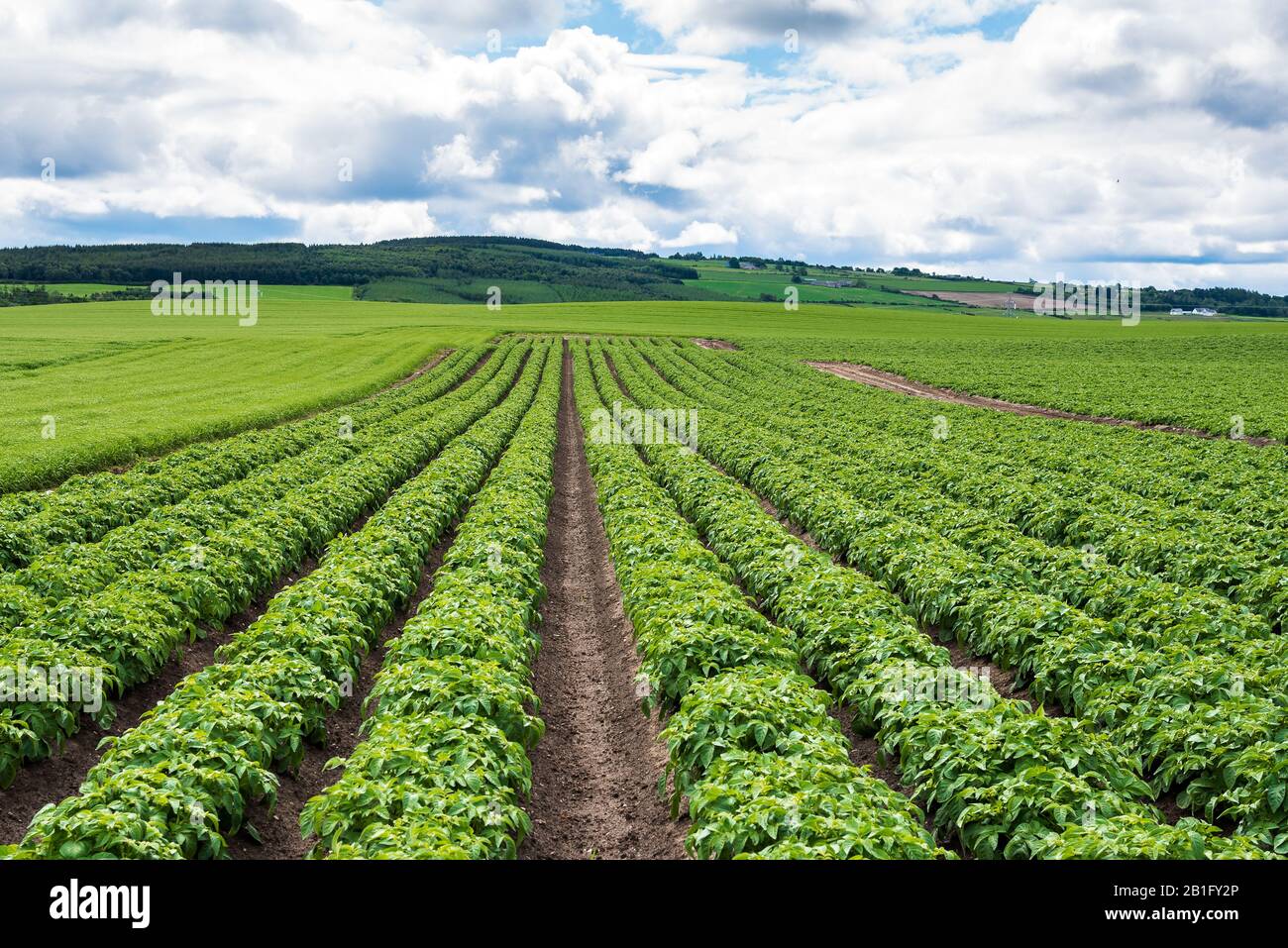Potato field scotland hi-res stock photography and images - Alamy