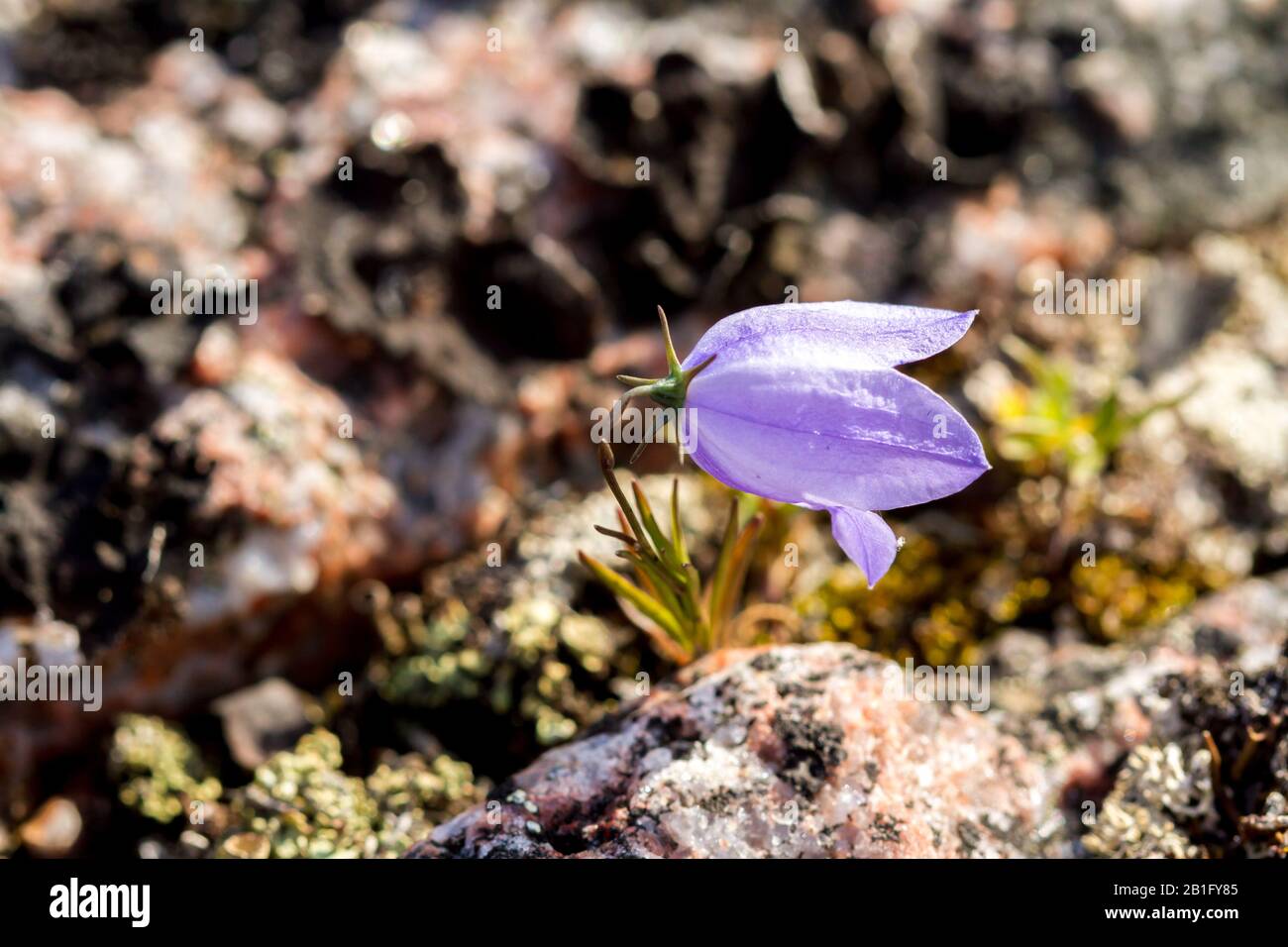 Wild bluebell flower in the tundra. Violet gentle campanula flower on the natural background ...