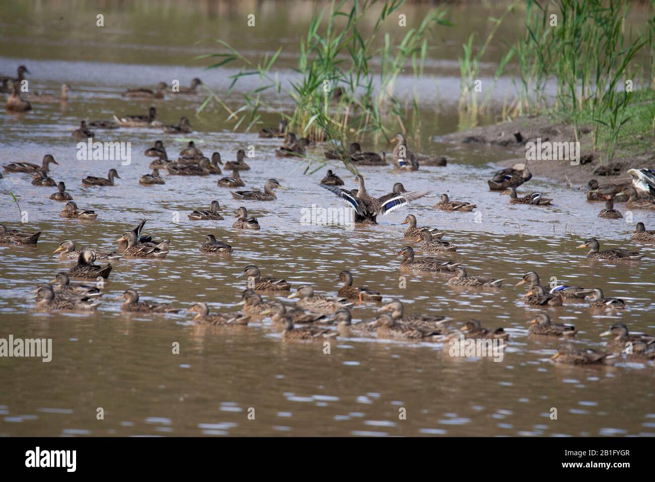 In swamp nature hi-res stock photography and images - Alamy
