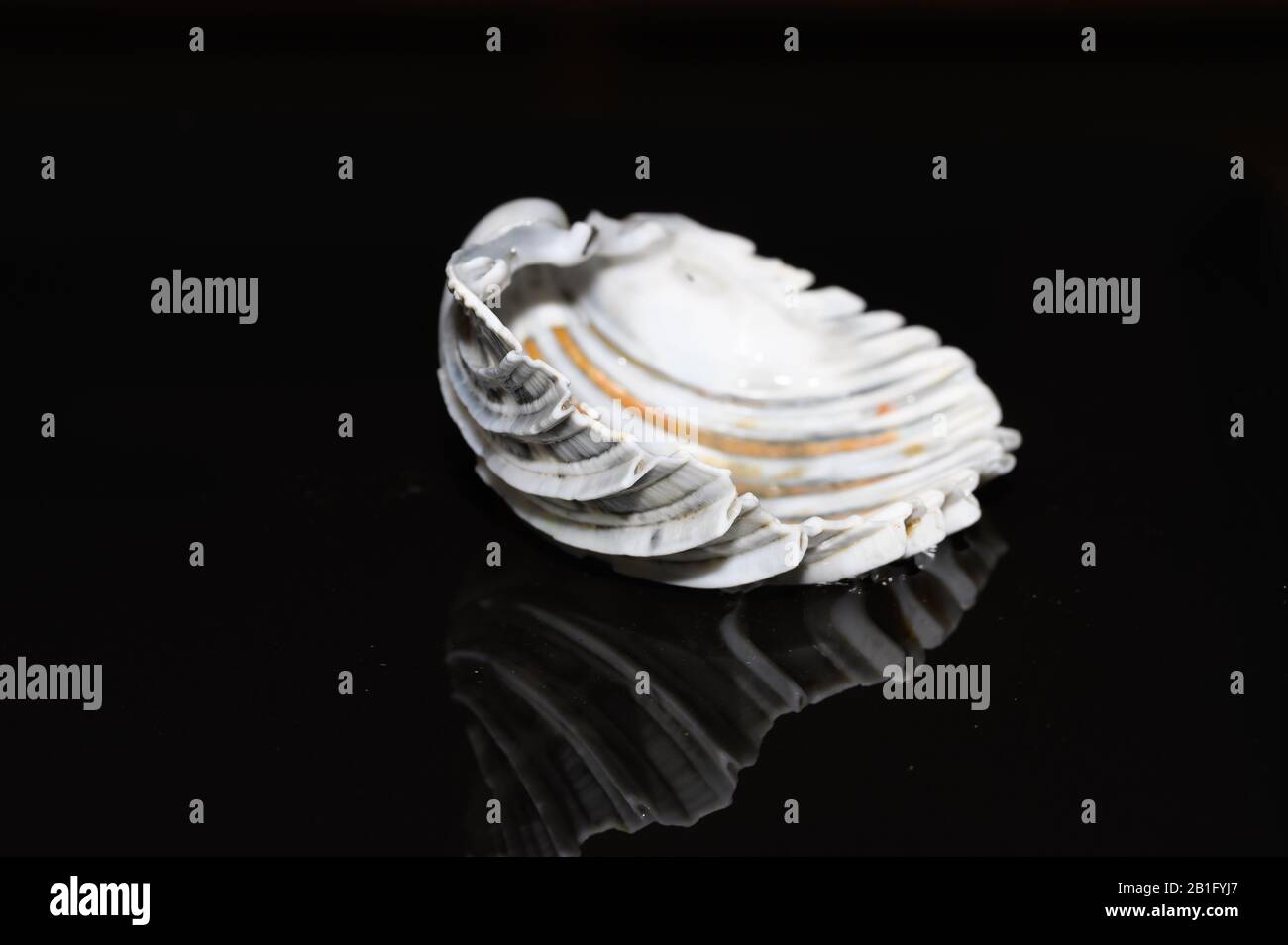 Seashell art hi-res stock photography and images - Alamy