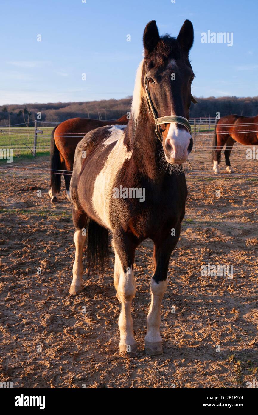 Simmer head hi-res stock photography and images - Alamy