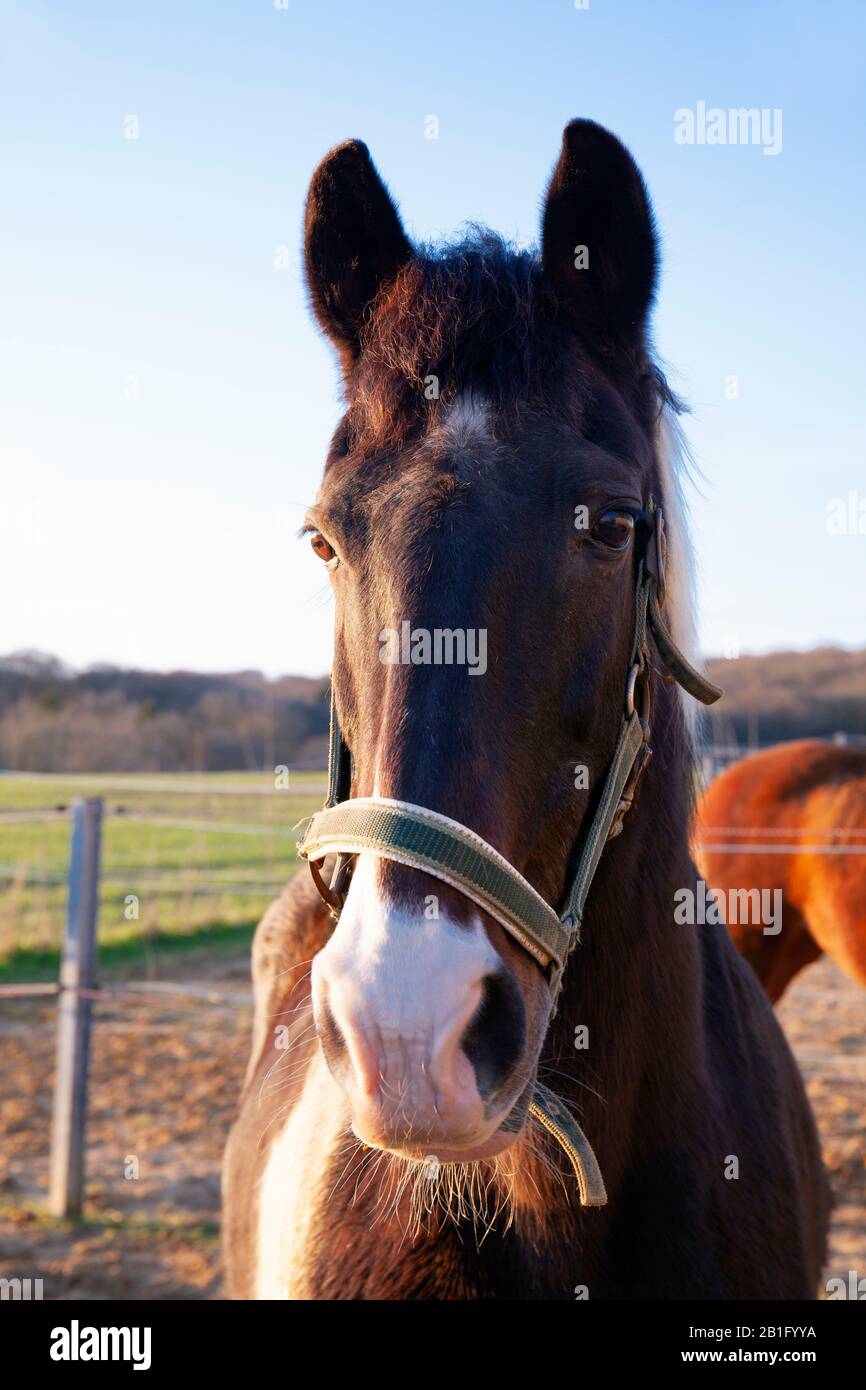 Horse face nose white hi-res stock photography and images - Alamy