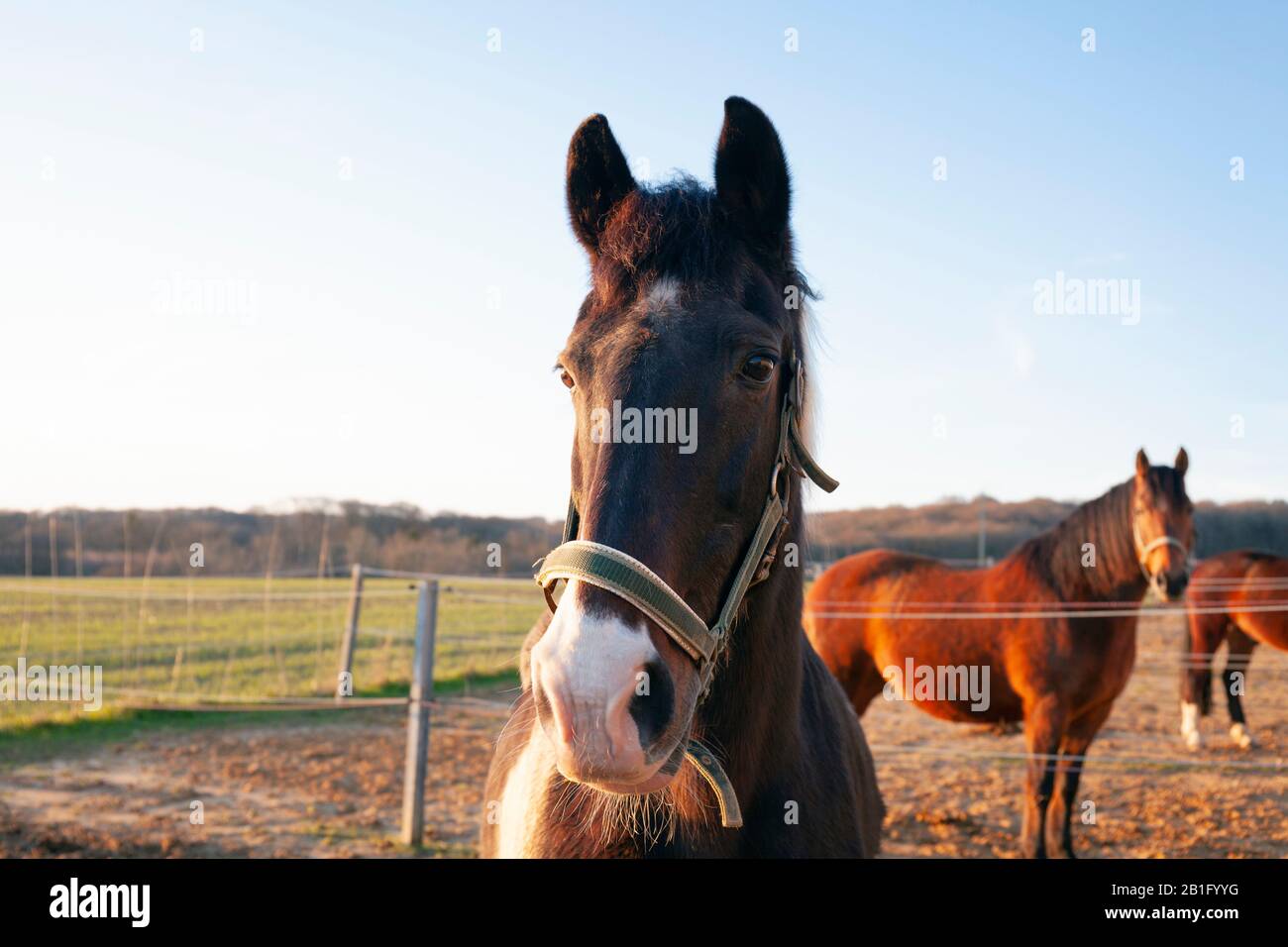 Simmer head hi-res stock photography and images - Alamy