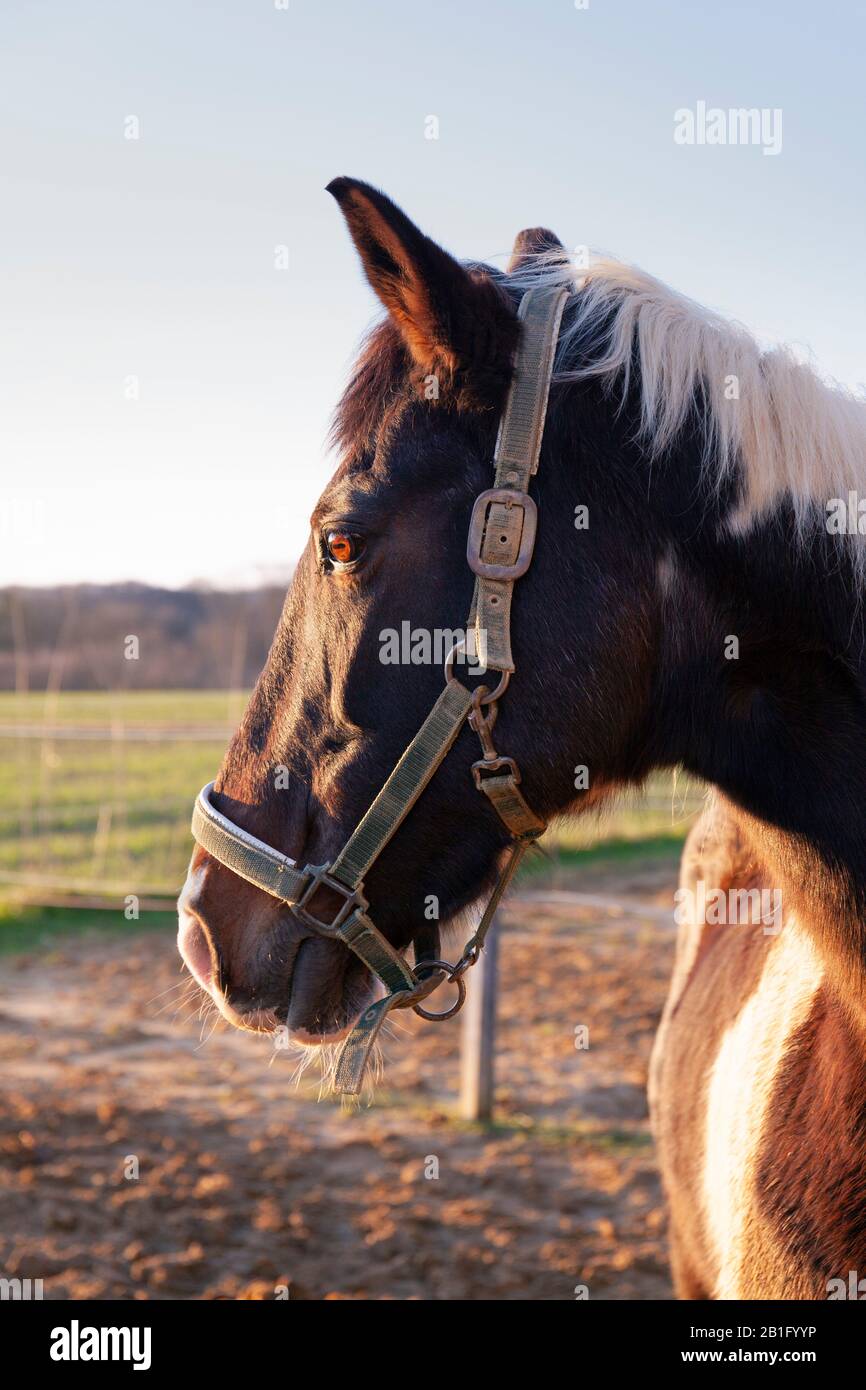 Animal stables hi-res stock photography and images - Alamy