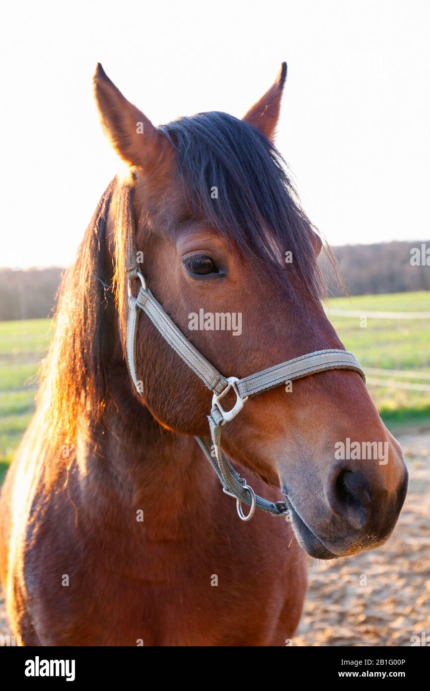 Luxembourg, Septfontaines, Reitstall Simmerdéckt, Horse in local ...