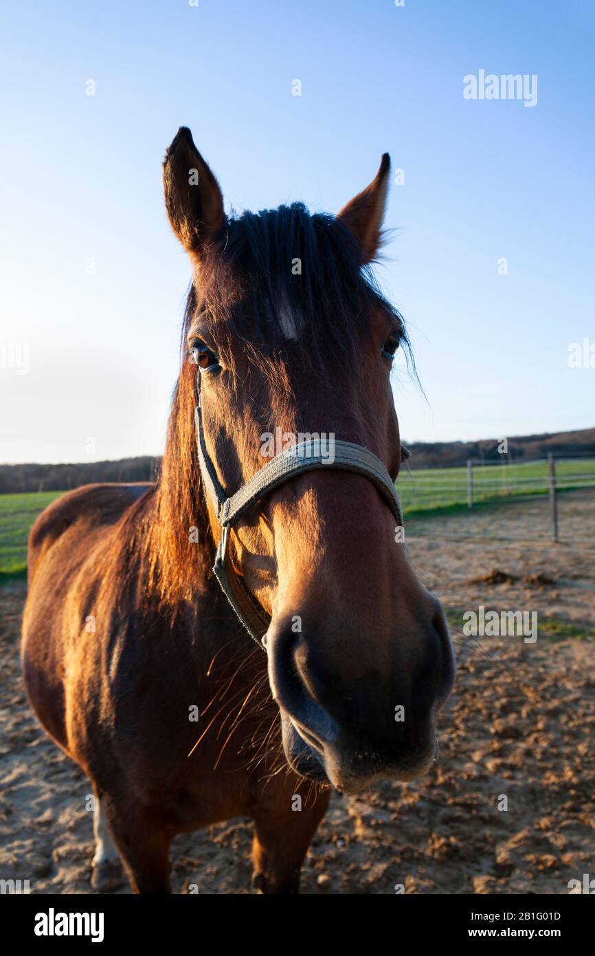 Brown horse with brown eyes in stable hi-res stock photography and ...
