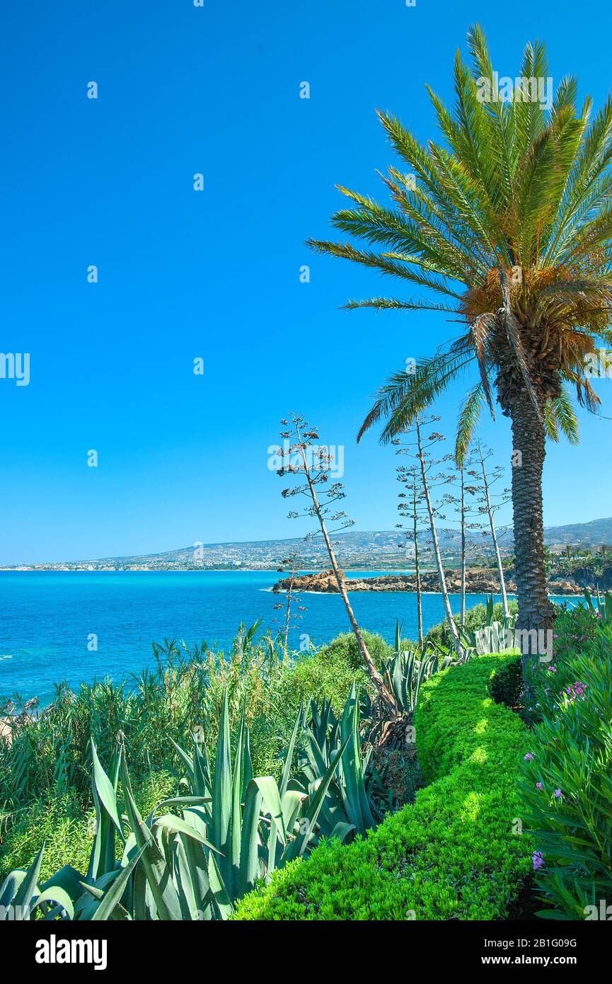 Tree in paphos hi-res stock photography and images - Alamy