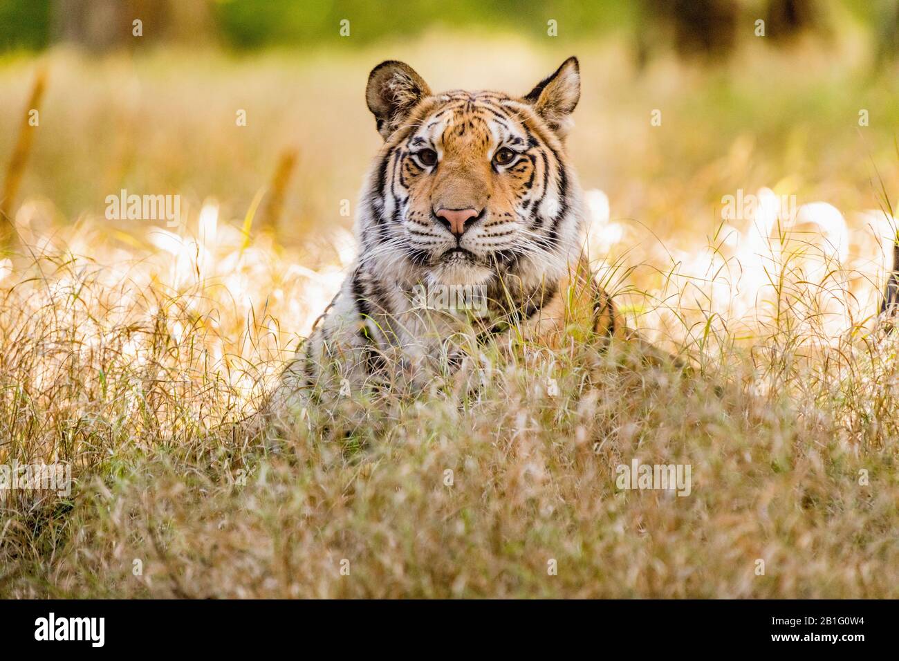 Summer tiger hi-res stock photography and images - Alamy