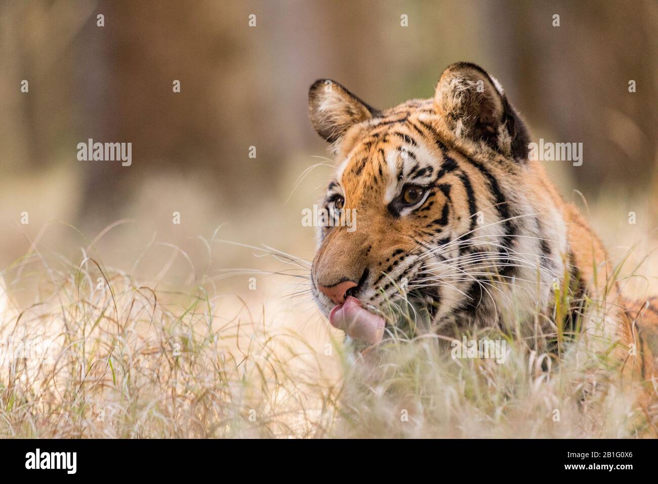 Summer tiger hi-res stock photography and images - Alamy