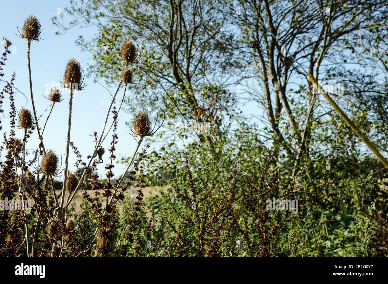 Hedgerow hedge hi-res stock photography and images - Alamy