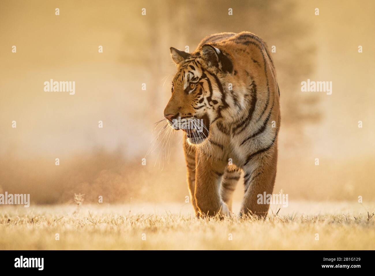 Tiger runs behind the prey. Hunt the prey in tajga in hot summer day ...