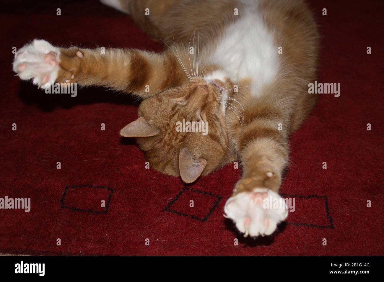 Ginger color cat hi-res stock photography and images - Alamy
