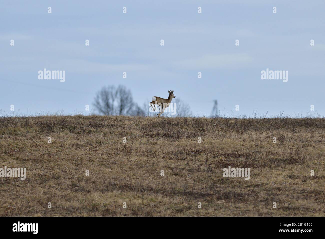 Roe deer jumping in the winter field Stock Photo - Alamy