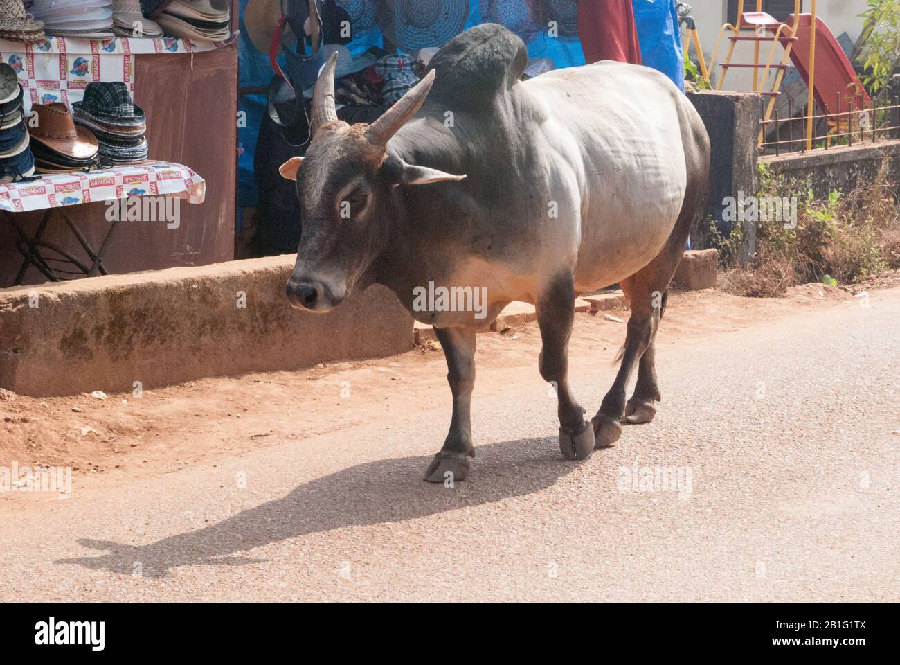 Cow goa hi-res stock photography and images - Alamy