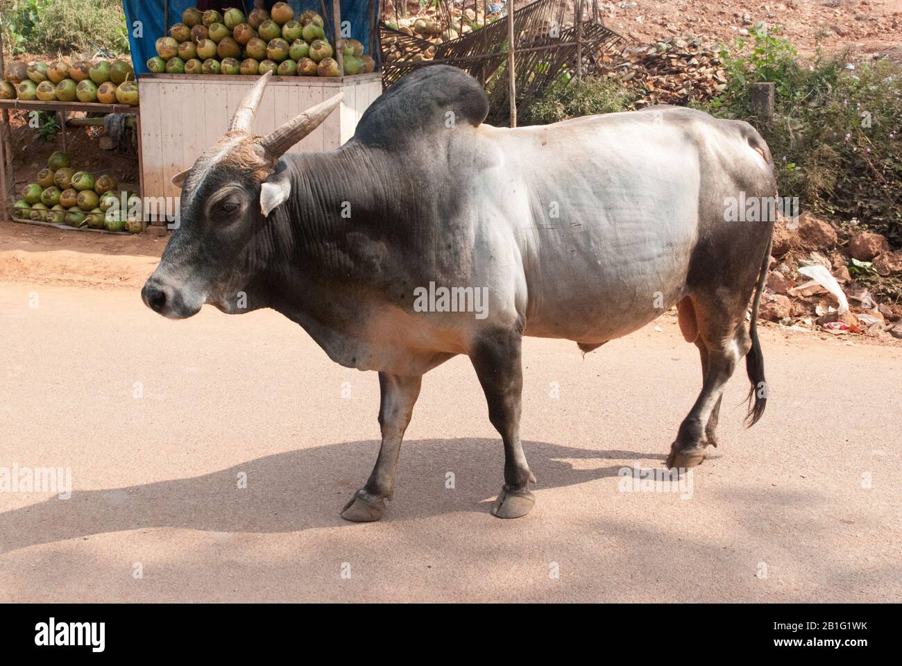 Sacred Cow, Goa, India Stock Photo - Alamy