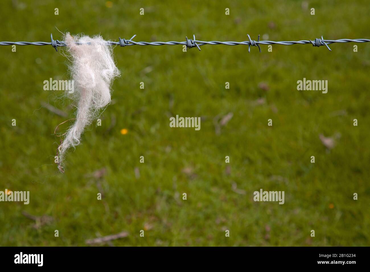 Wool from sheep hi-res stock photography and images - Alamy