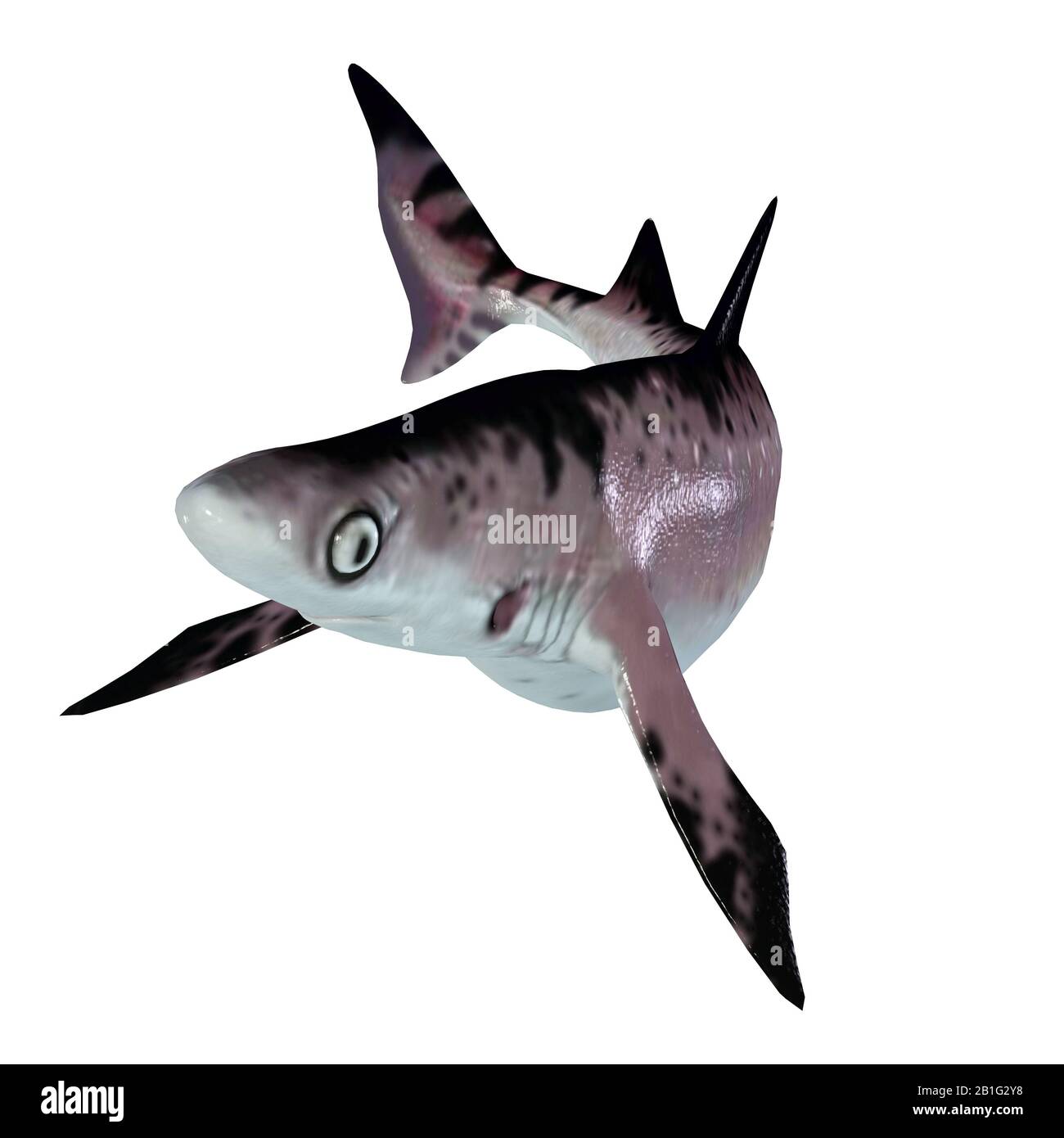 This carnivorous hybodont shark lived in the seas of North America and ...