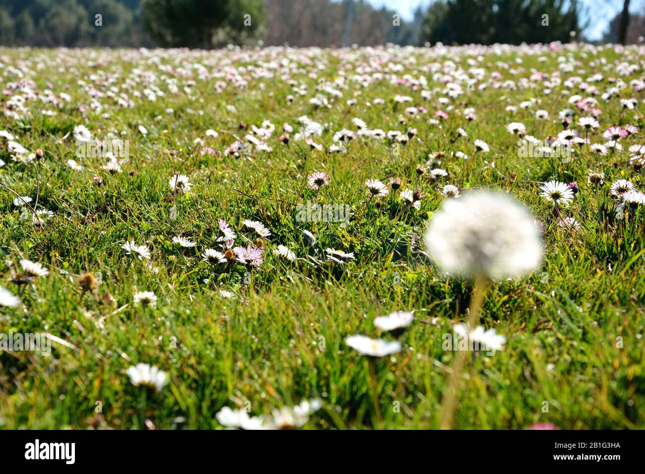 Dandelion daisy flowers hi-res stock photography and images - Alamy
