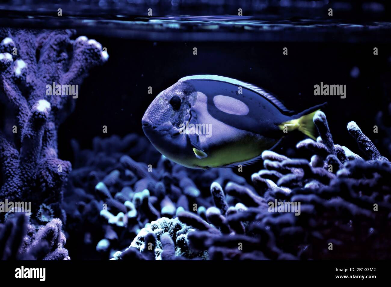 Light blue fish hi-res stock photography and images - Alamy