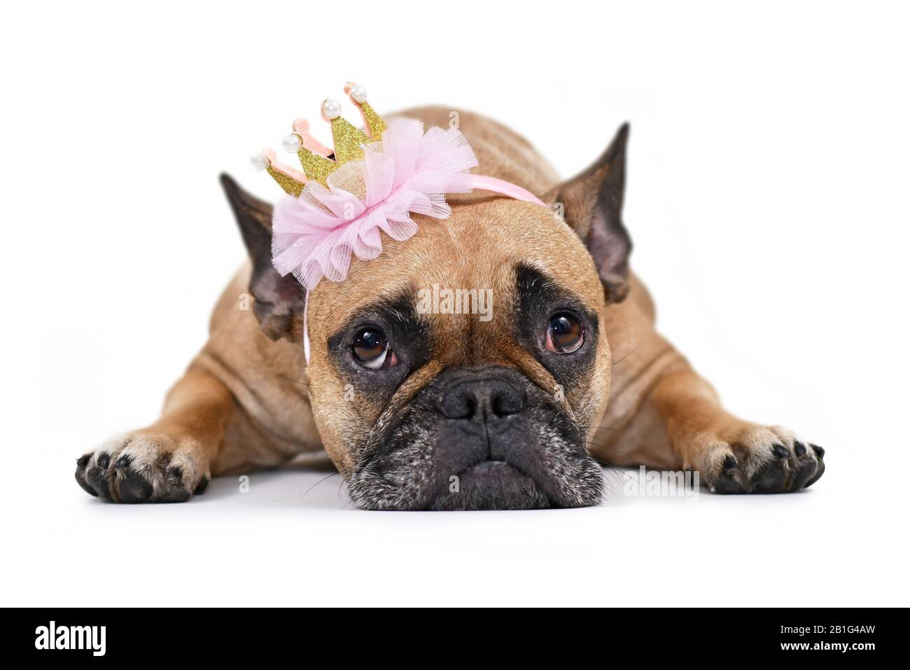 Cute French Bulldog dog lying flat on ground wearing a pink and gold ...
