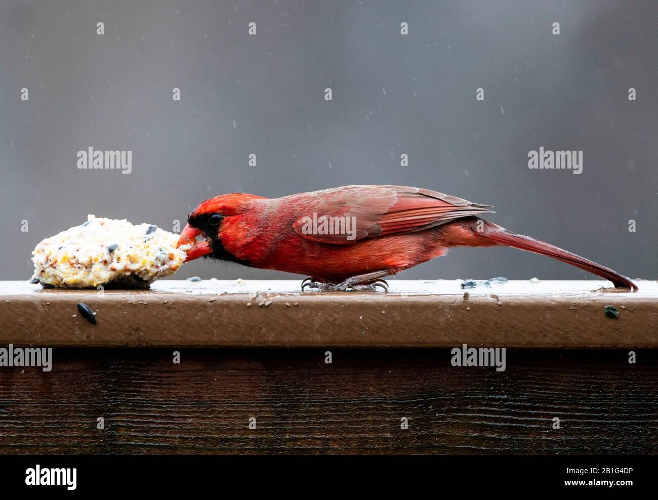 Fat snack hi-res stock photography and images - Alamy