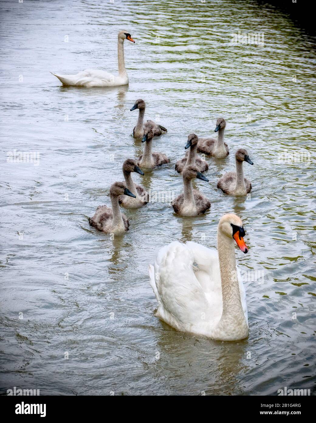 Teenage swan hi-res stock photography and images - Alamy