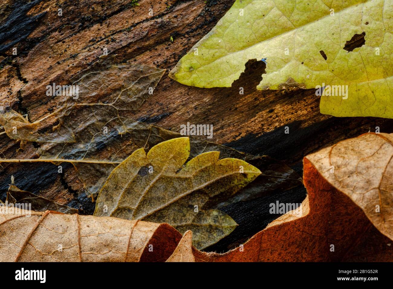 Still Life with Leaves Stock Photo - Alamy