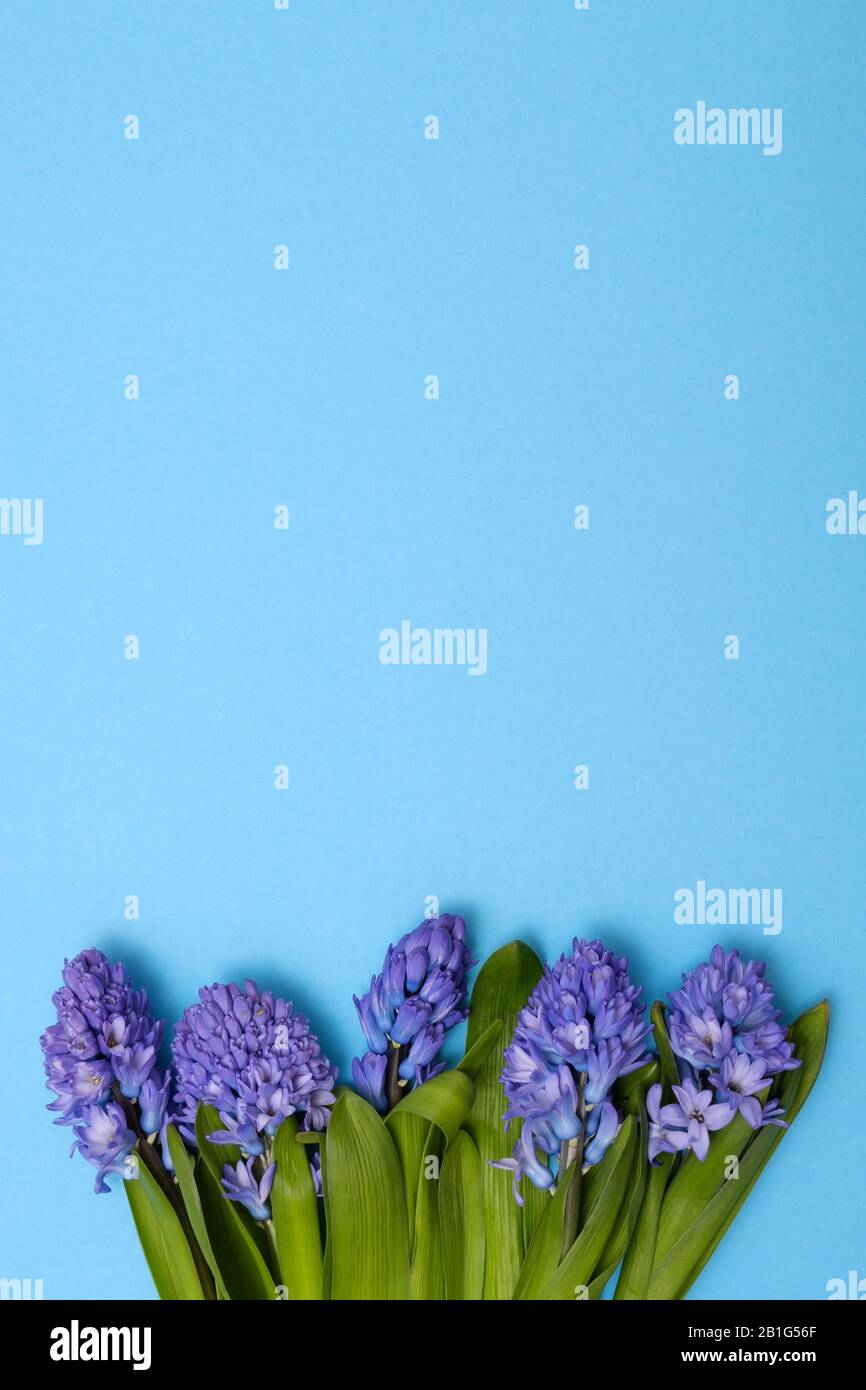 Top view spring ornamental garden hi-res stock photography and images ...