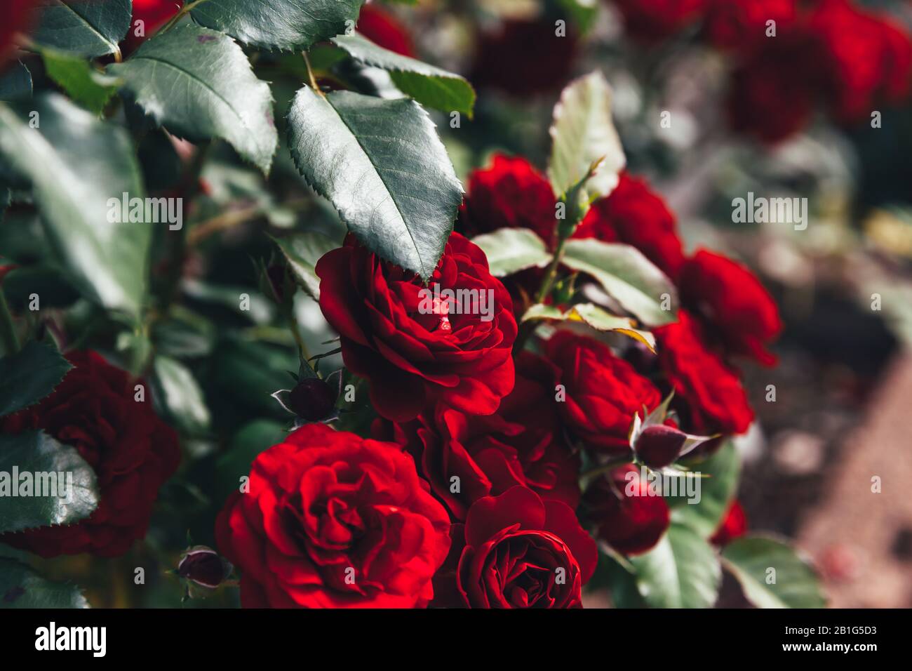 Beautiful red rose flowers in summer time. Nature background with ...