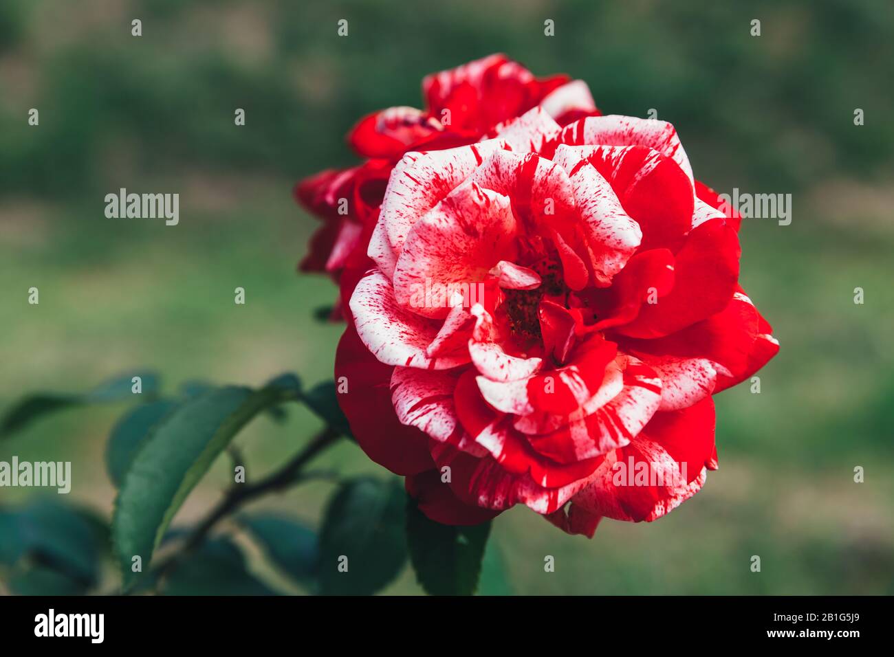 Beautiful pink rose flowers in summer time. Nature background with ...