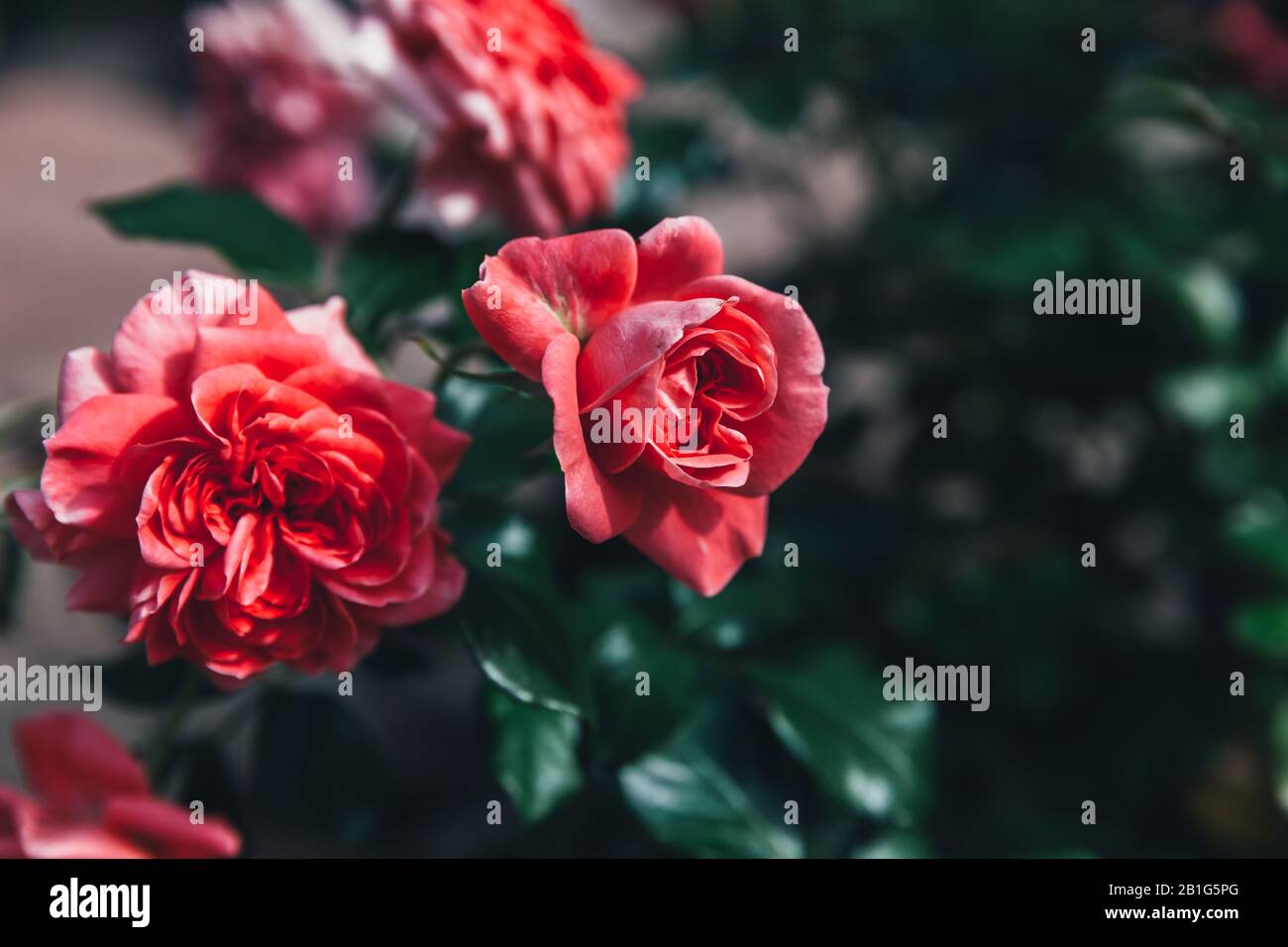 Beautiful pink rose flowers in summer time. Nature background with ...