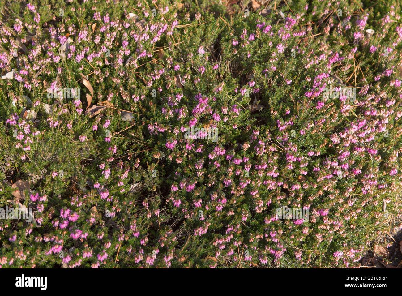 Winter Flowering Evergreen Heather (Erica cornea 'Myretoun Ruby') in a ...