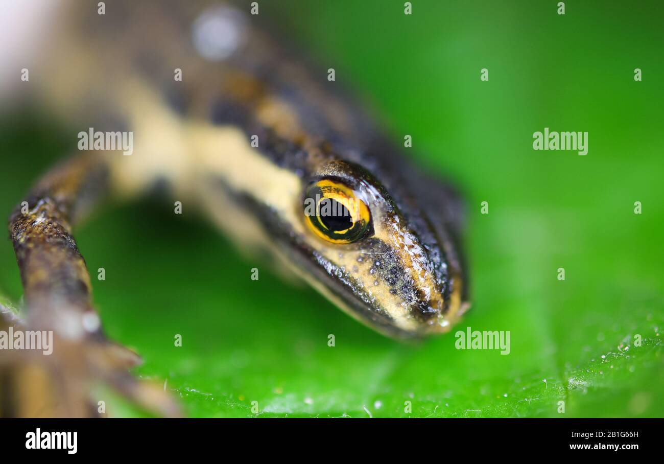 Macro closeup of small palmate newt (lissotriton helveticus) head on ...