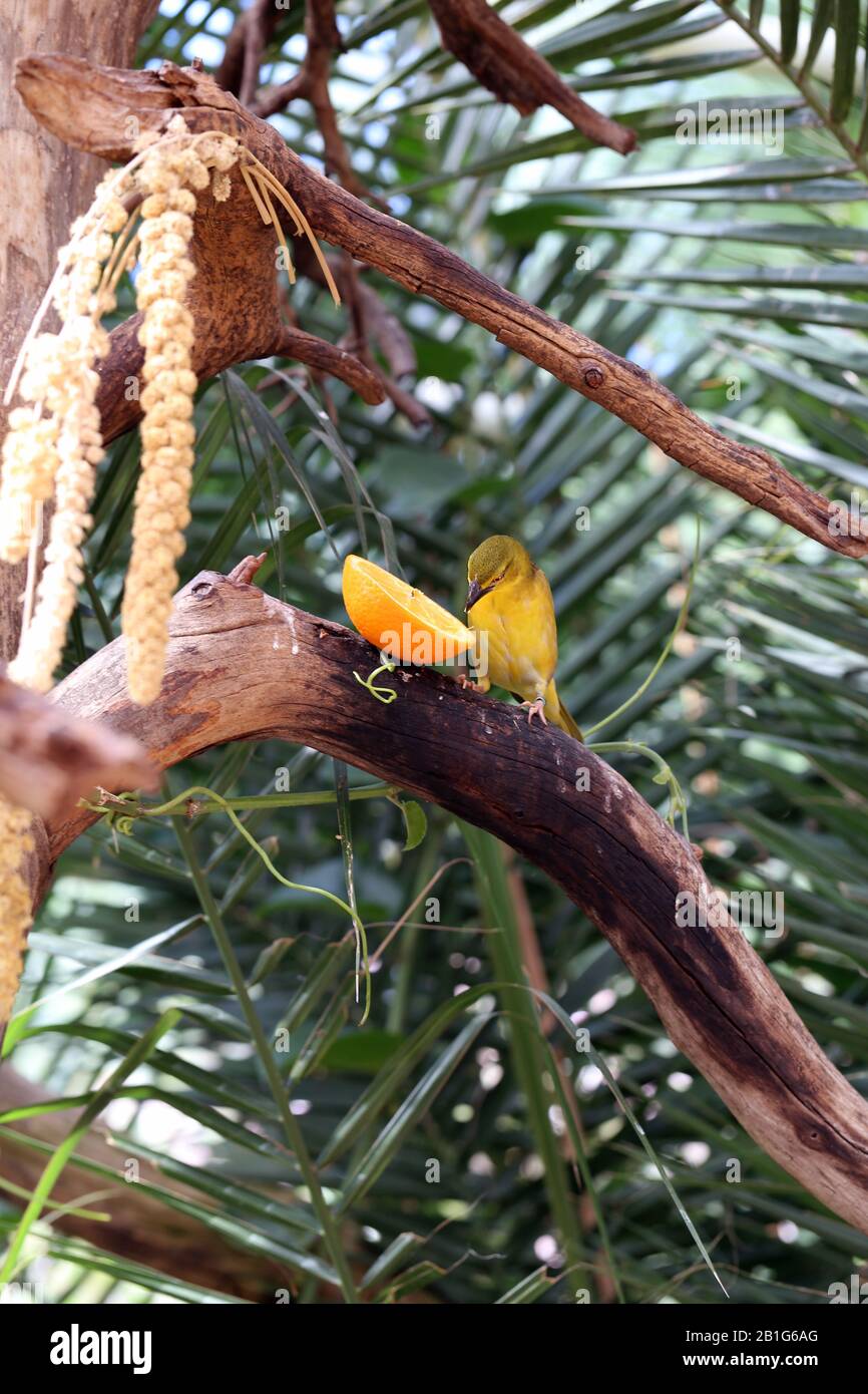 Village weaver / spotted backed weaver (ploceus cucullatus) - small ...