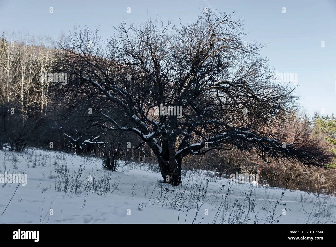 Old deciduous tree hi-res stock photography and images - Alamy