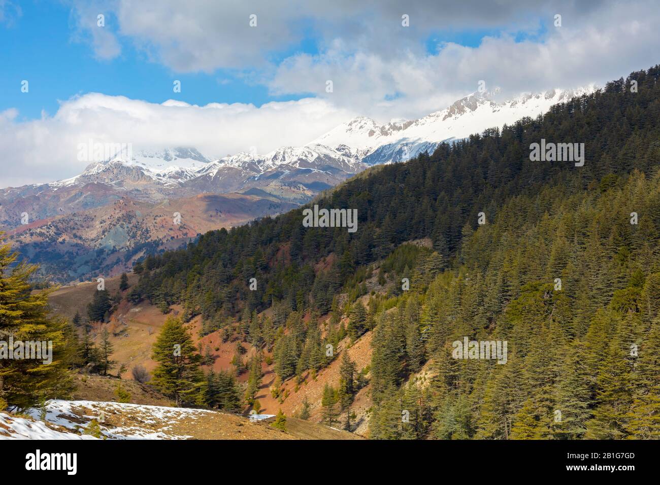 African cedar cedrus atlantica hi-res stock photography and images - Alamy