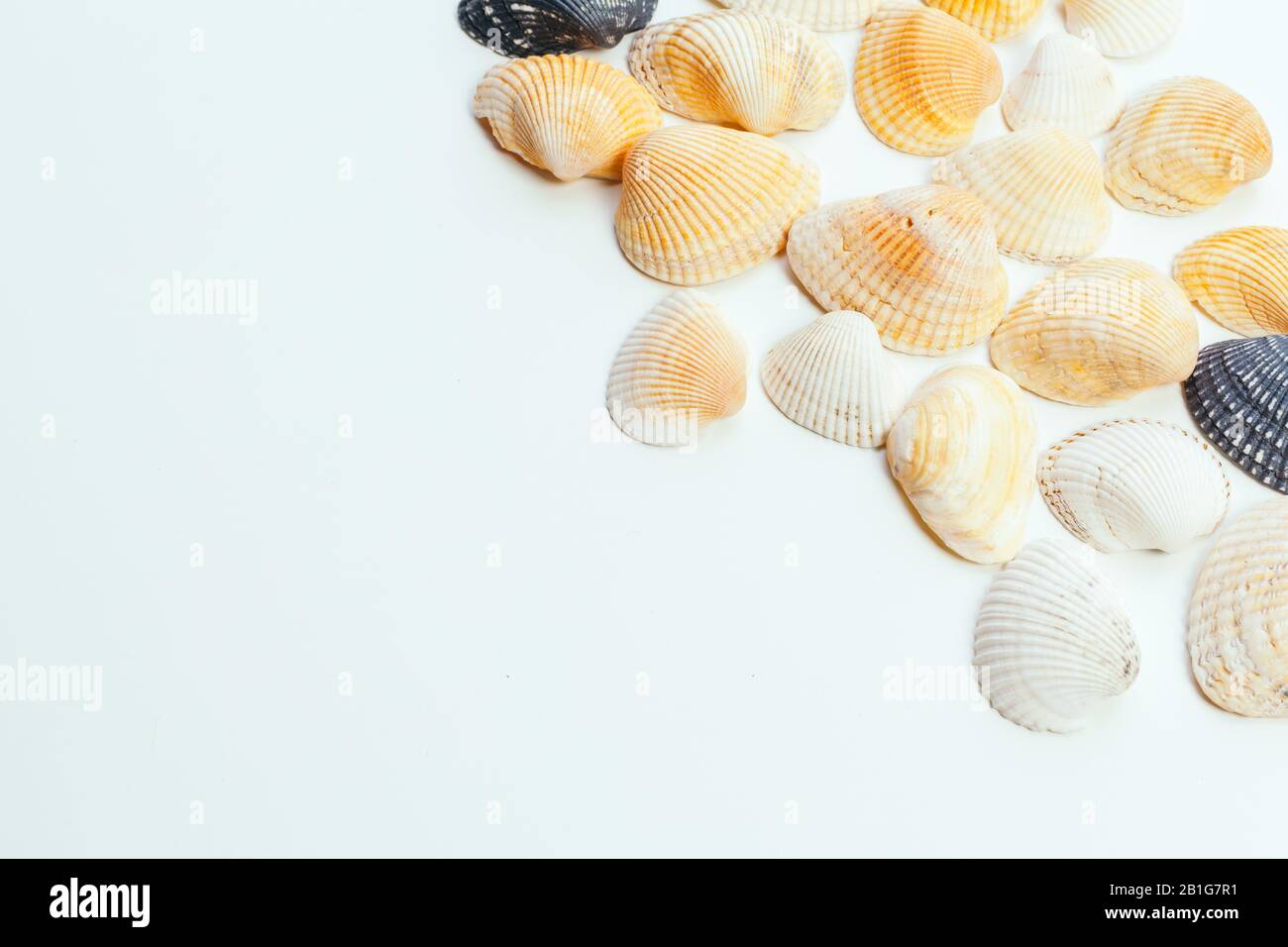 shells isolated on white background. creative photo Stock Photo - Alamy