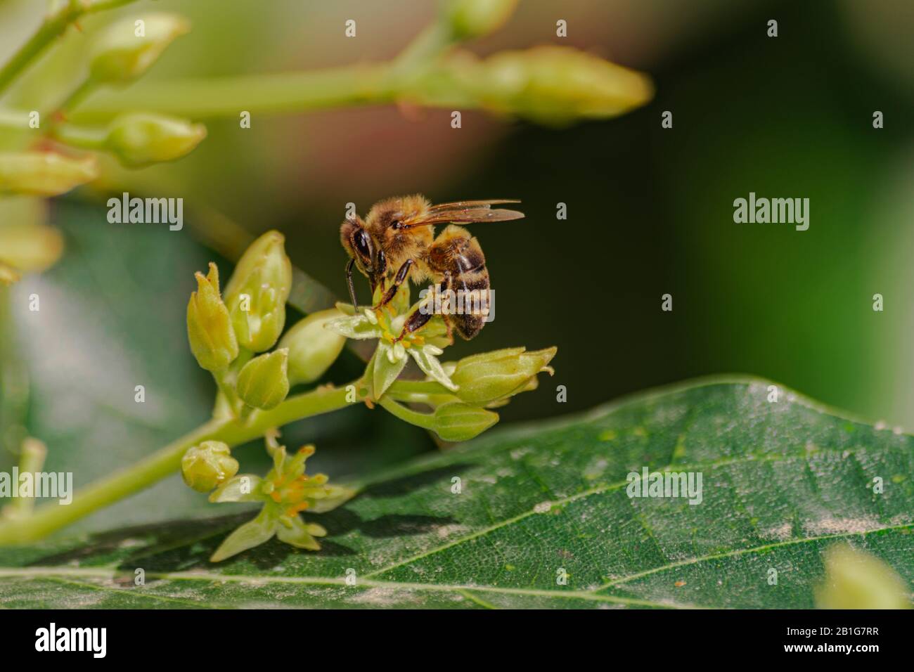 European honey bee (apis mellifera), pollinating avocado flower (persea ...