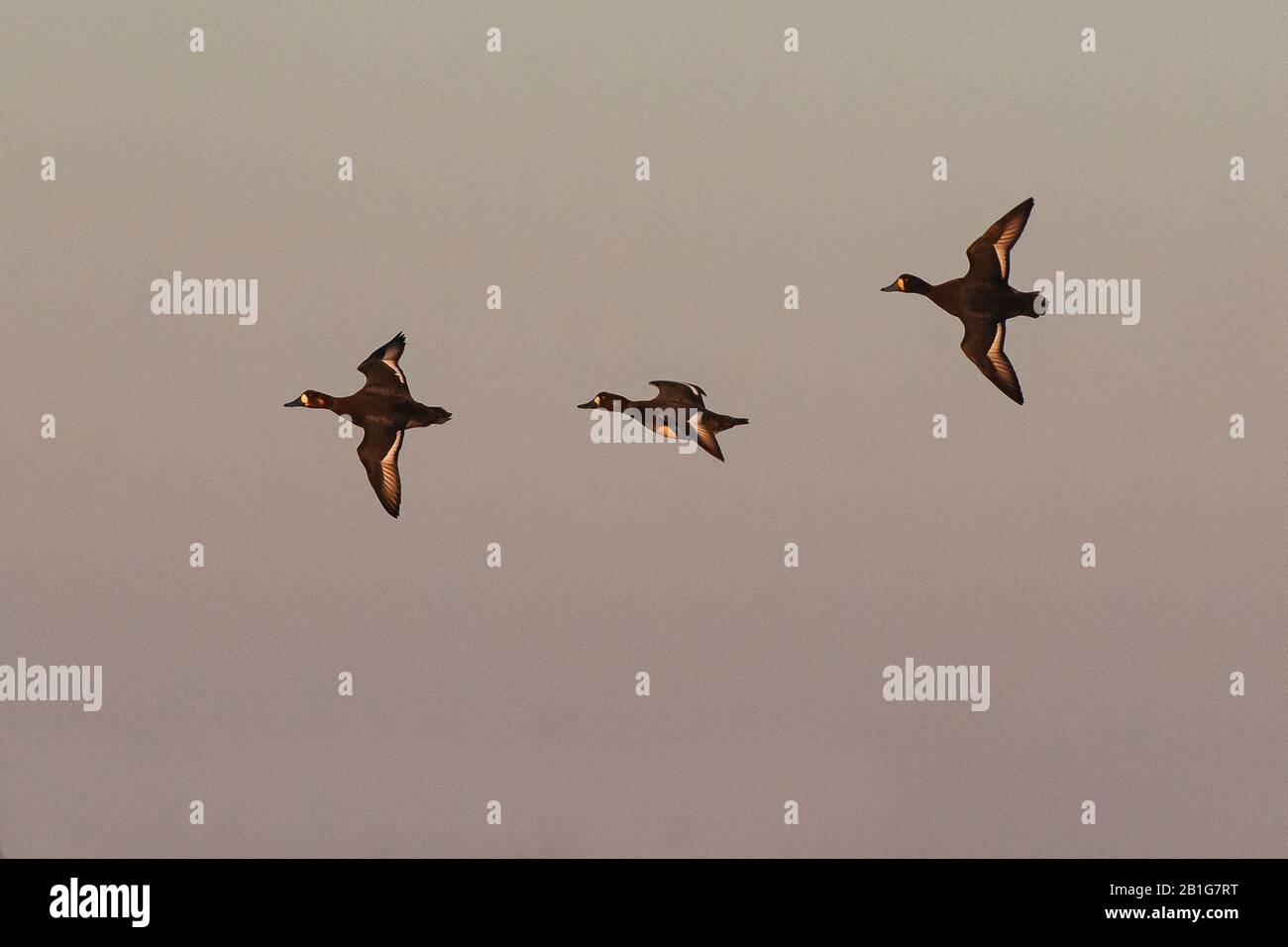 Lesser scaup ducks hi-res stock photography and images - Alamy